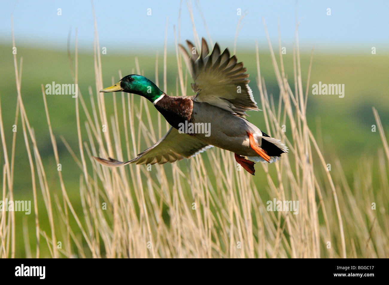 Mallard duck flying uk hi-res stock photography and images - Alamy