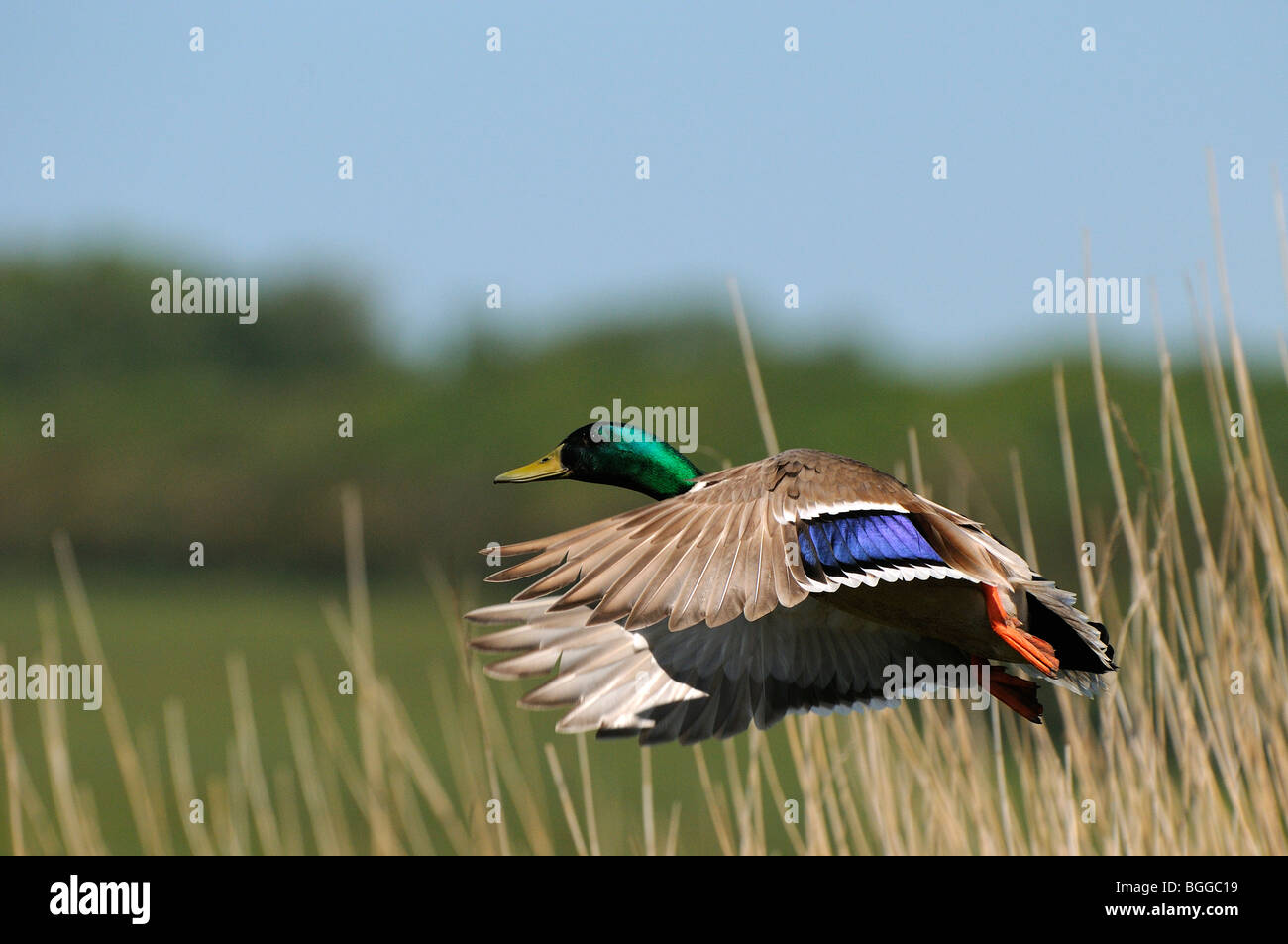 Flying male mallard duck hi-res stock photography and images - Alamy