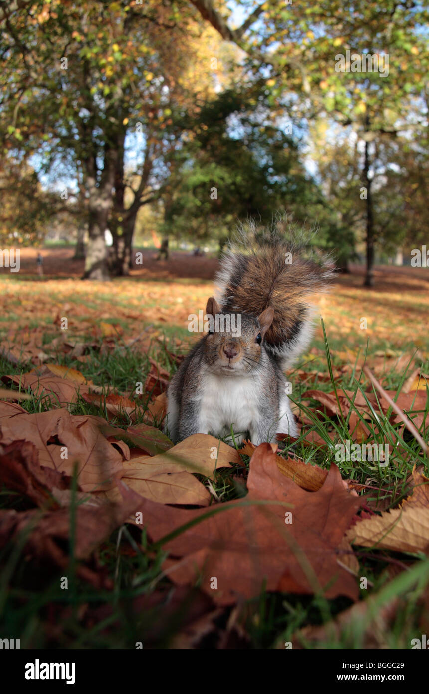 London uk hyde park squirrel hi-res stock photography and images - Alamy
