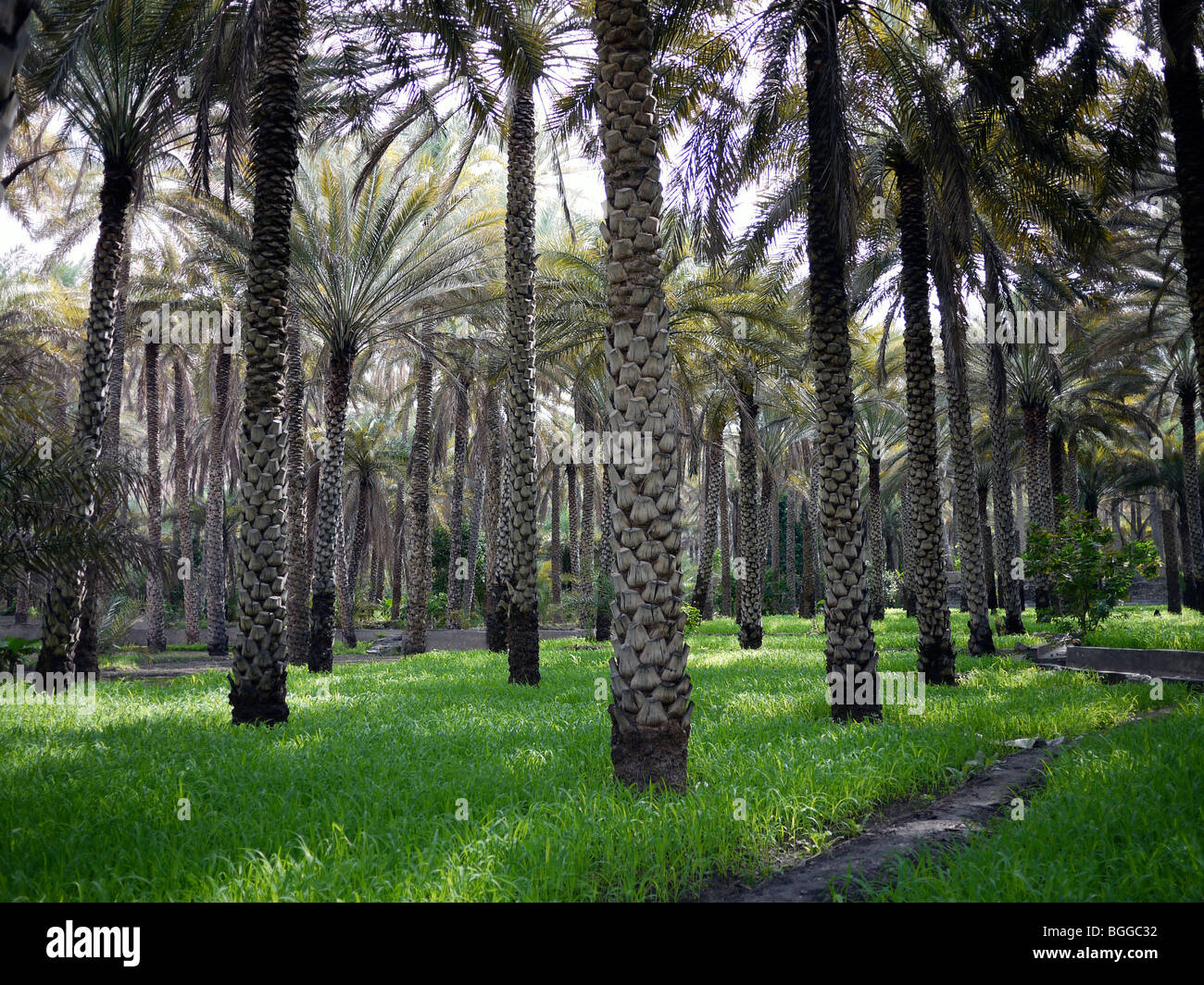 Field of date palms Stock Photo - Alamy
