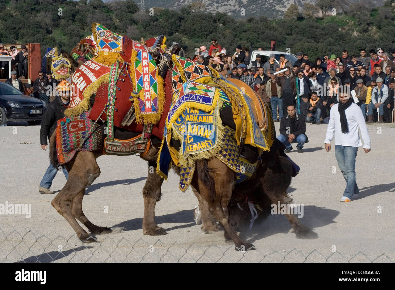 Camel competitions hi-res stock photography and images - Alamy