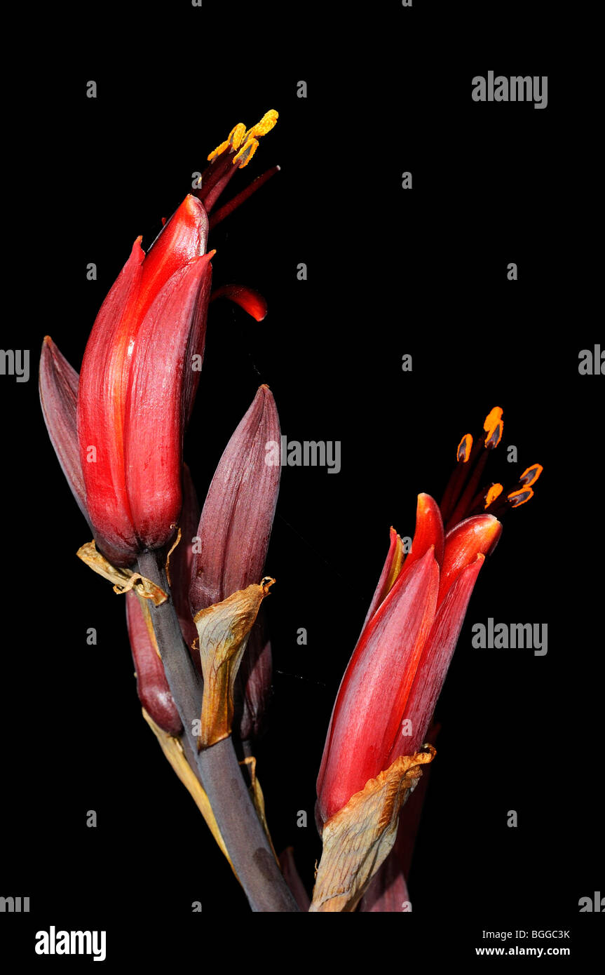 Phormium (Phormium tenax) close-up of flowers on flower spike, growing ...