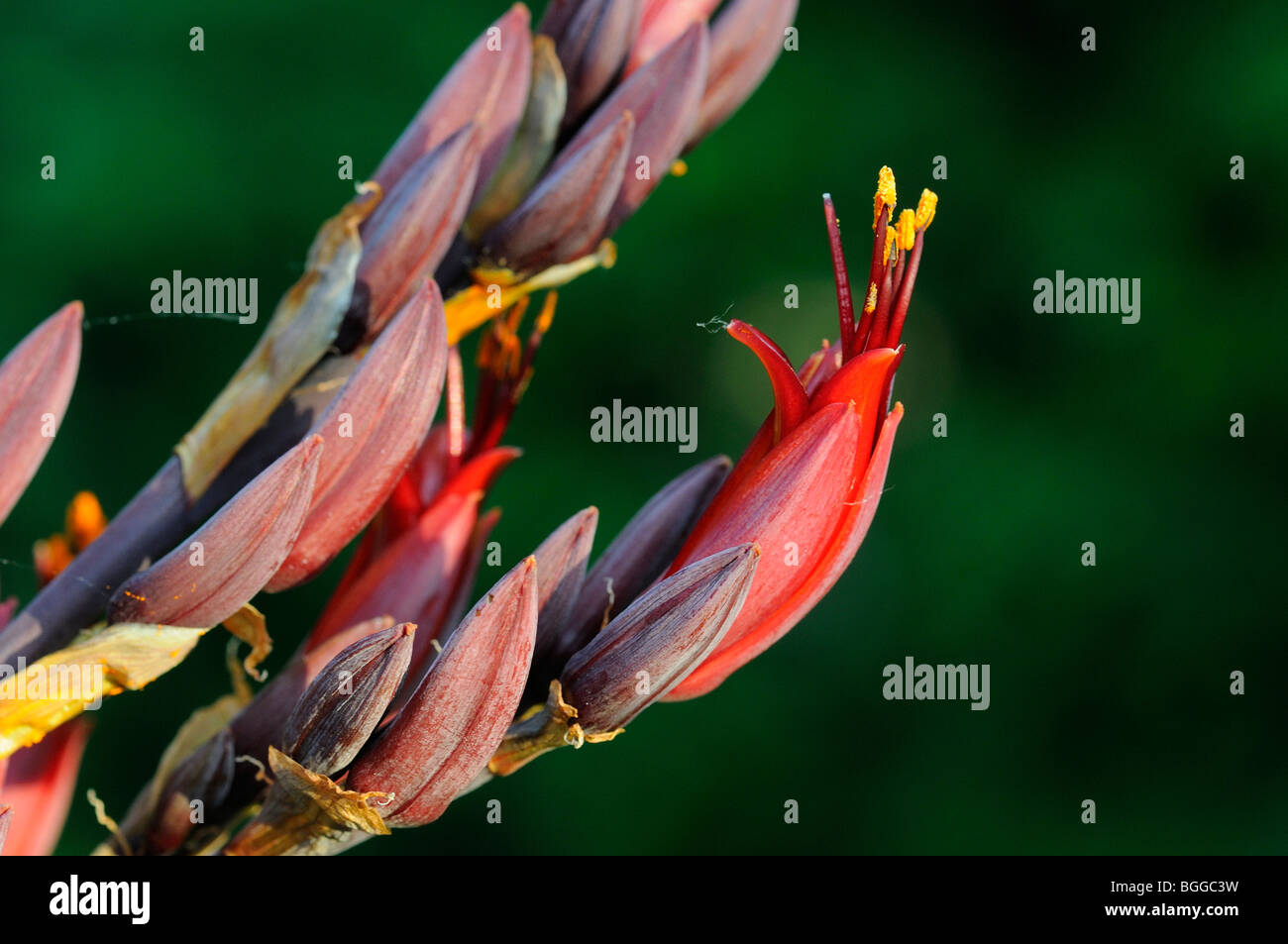 Phormium tenax hi-res stock photography and images - Alamy