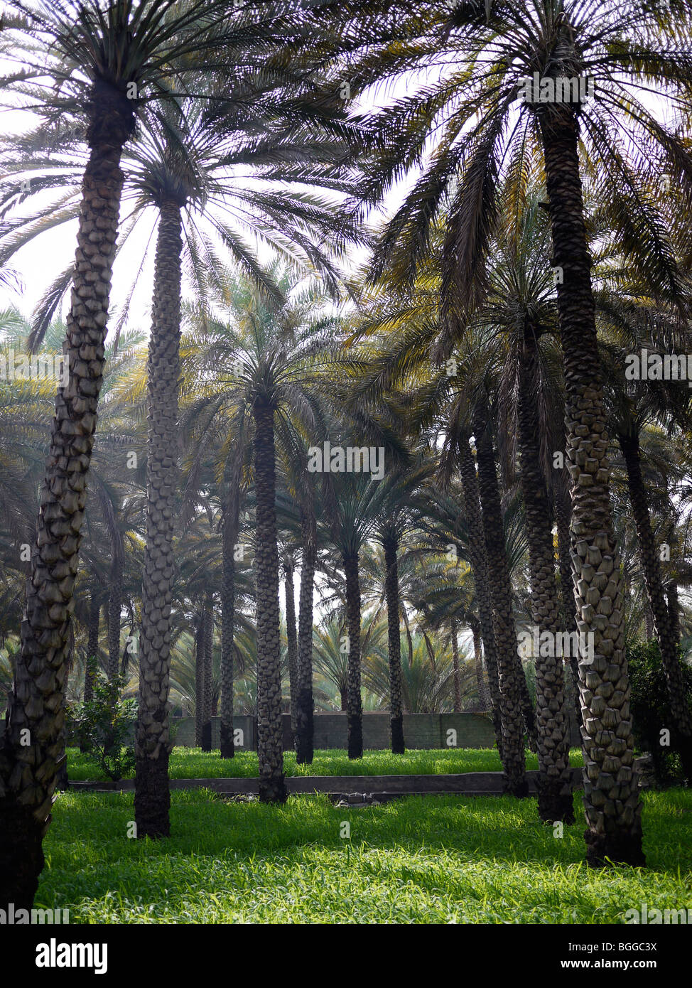 Field of date palms Stock Photo - Alamy