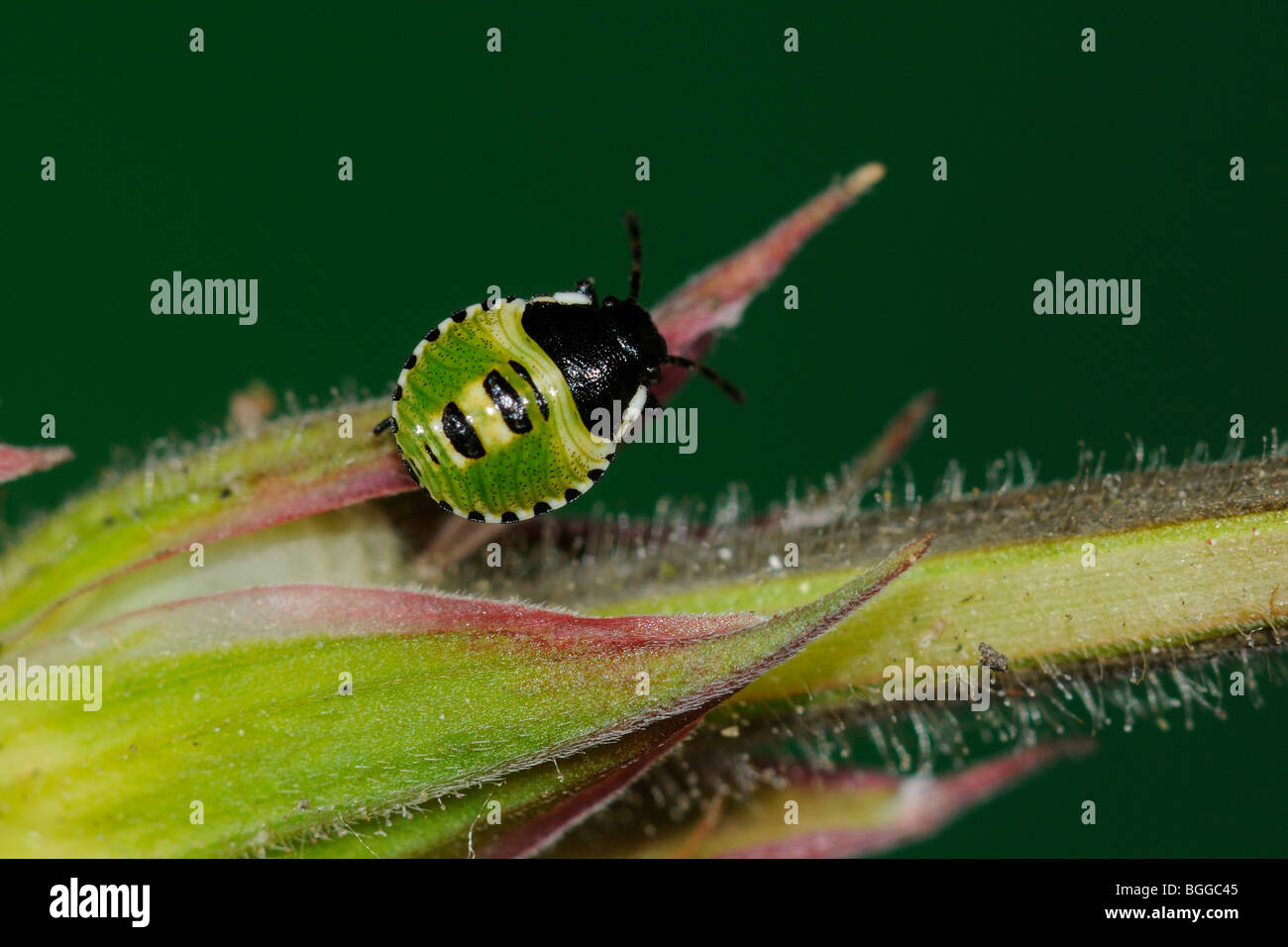 Green Shield Bug (Palomena prasina) immature nymph resting on flower ...
