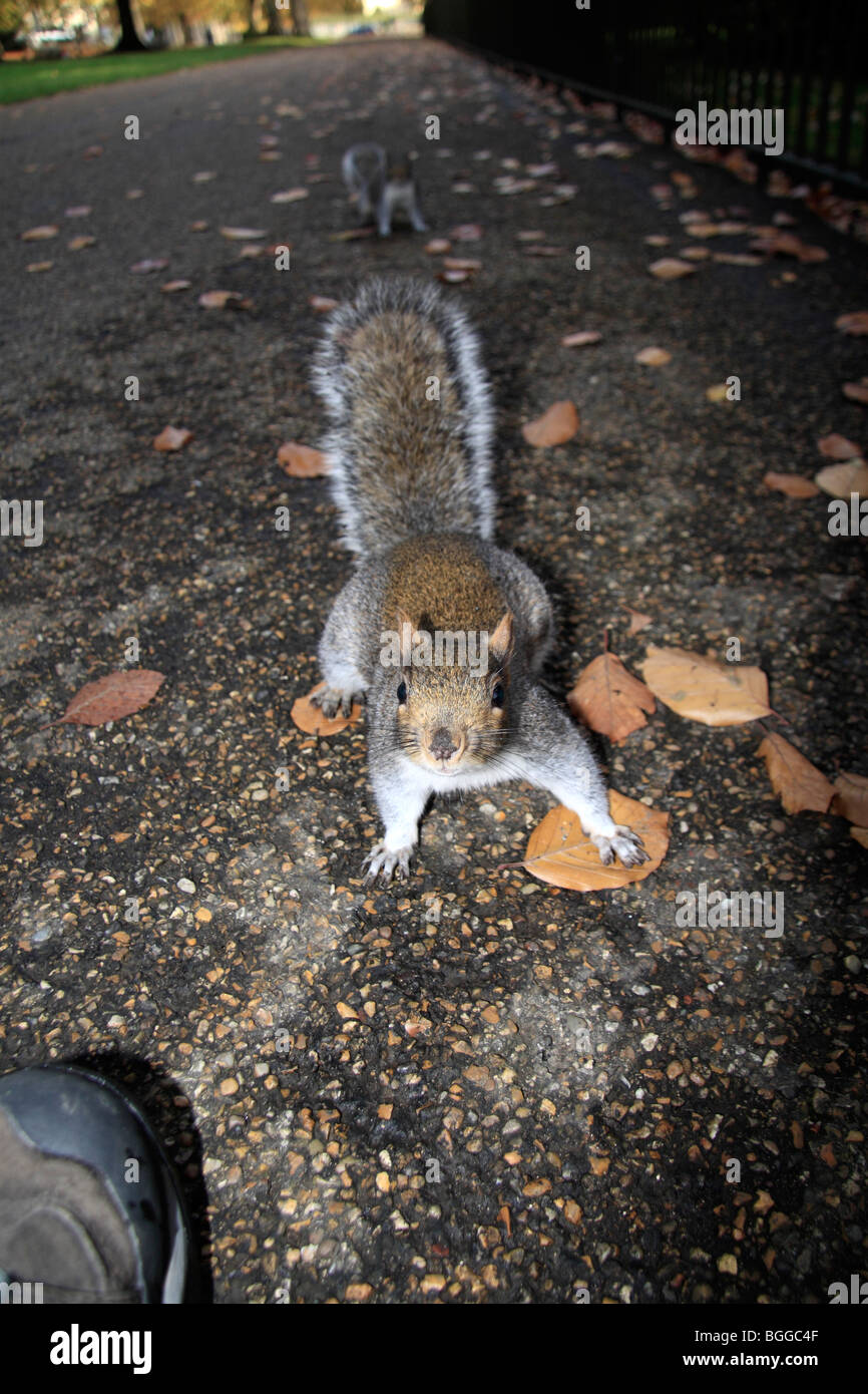 Grey squirrel london uk hi-res stock photography and images - Alamy