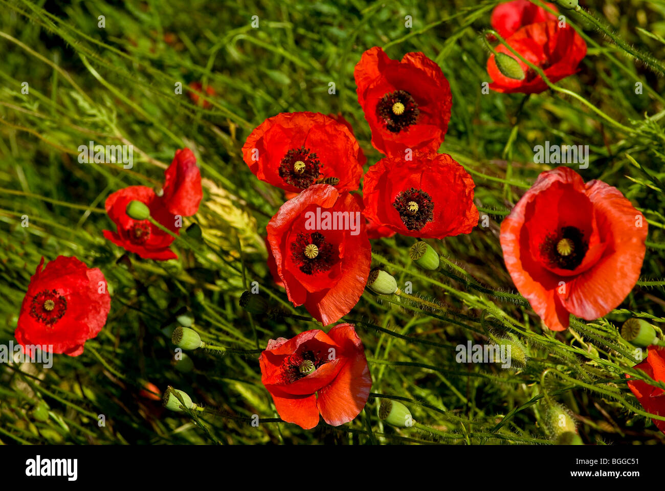 wild poppy Papaver Stock Photo - Alamy
