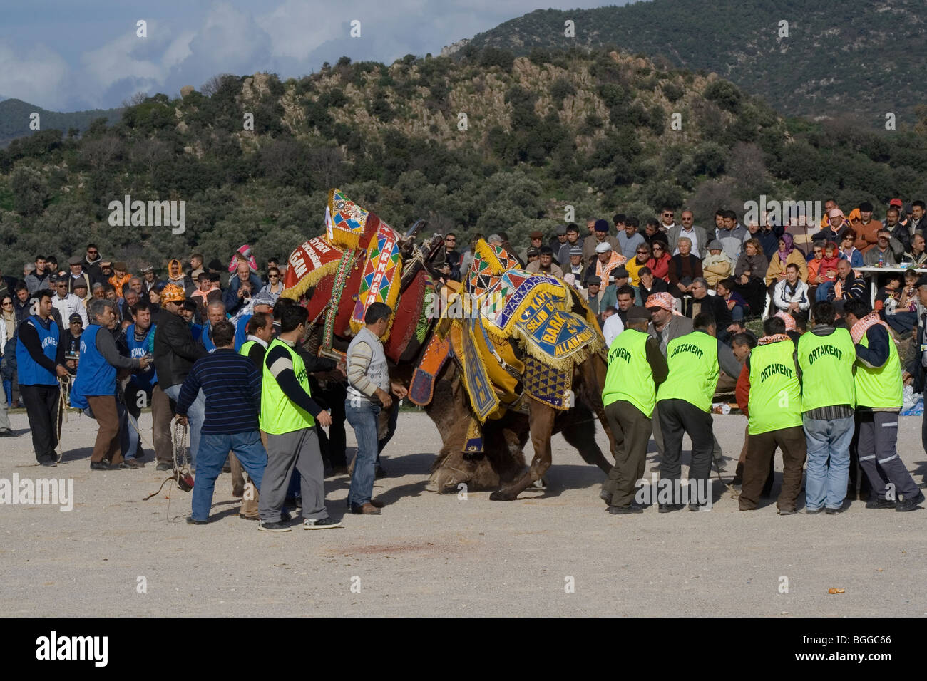 Camels fight hi-res stock photography and images - Alamy