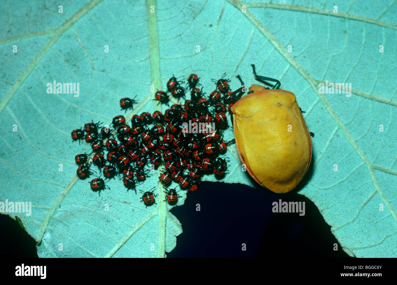 Harlequin stink bug, a shield-backed bug (Tectocoris diophthalmus ...