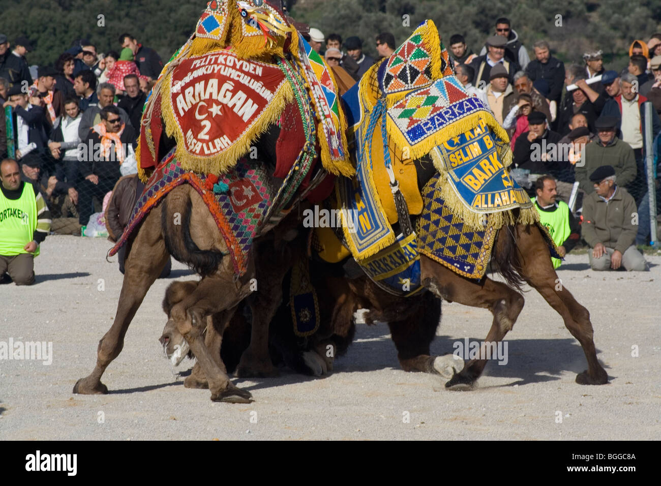 traditional camel fight in, Bodrum,Turkey Stock Photo - Alamy