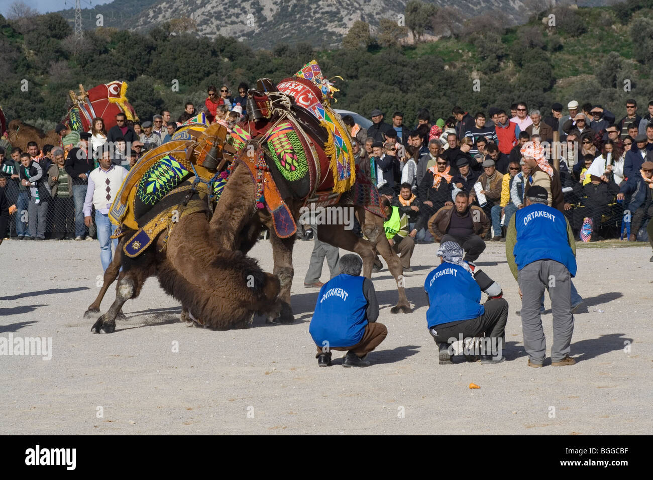 Camel Handler High Resolution Stock Photography and Images - Alamy