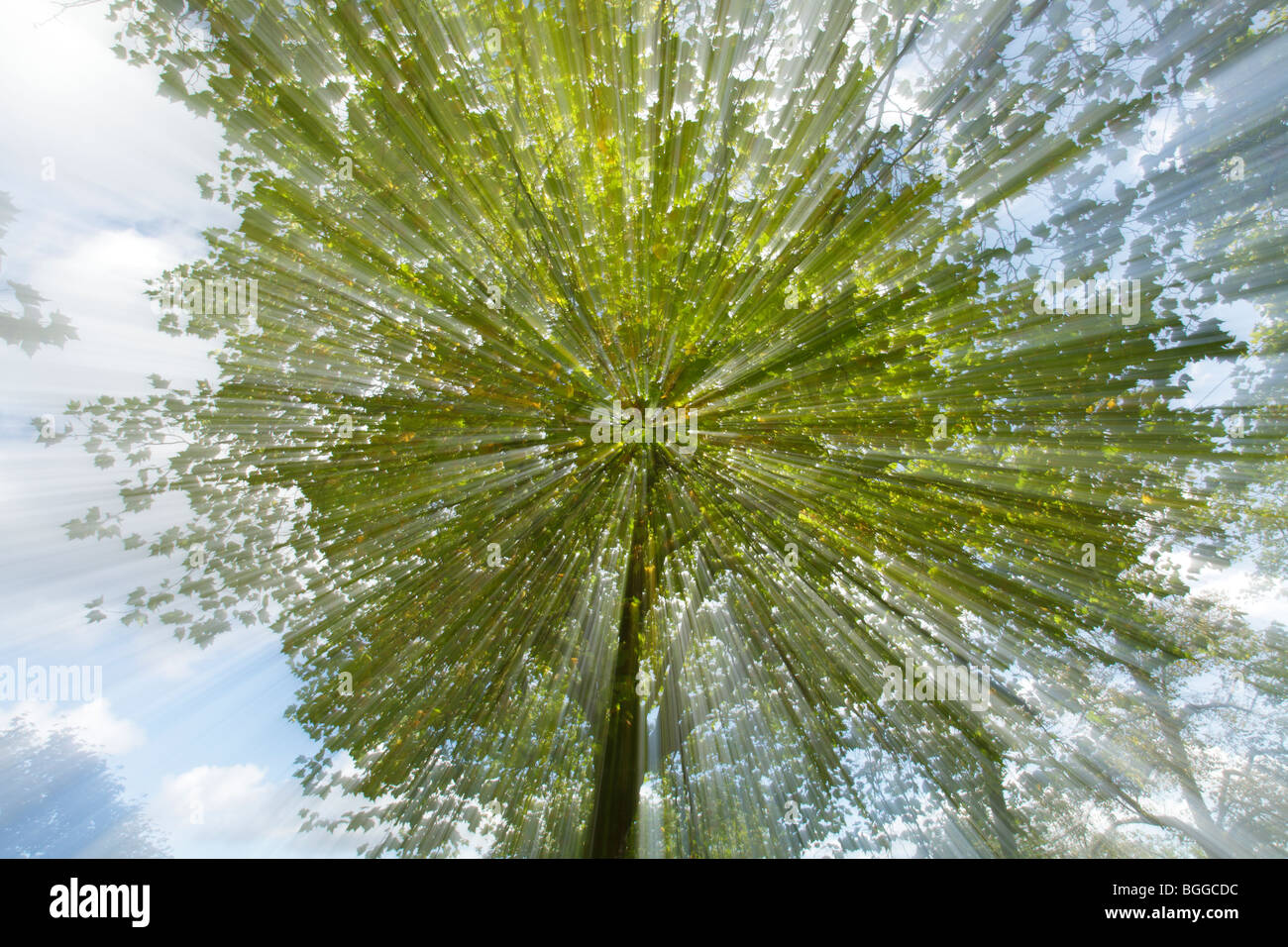 Abstract tree zoom Stock Photo - Alamy