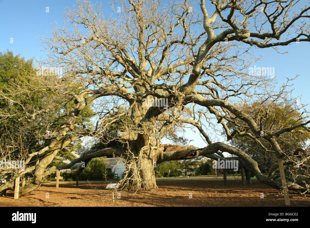 Virginia live oak hi-res stock photography and images - Alamy
