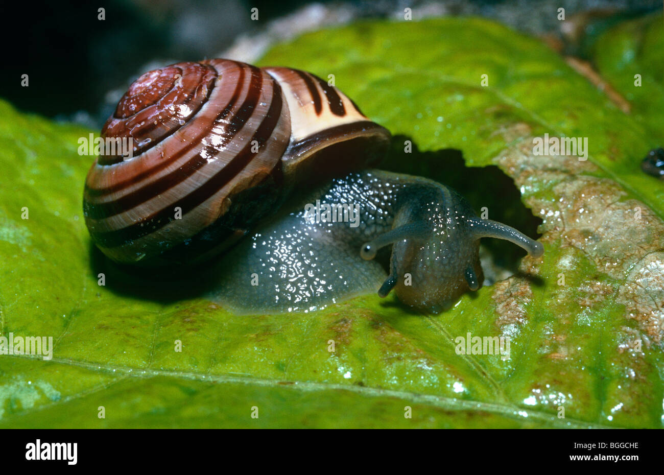 White-lipped hedge snail (Cepaea hortensis: Helicidae) feeding on a ...