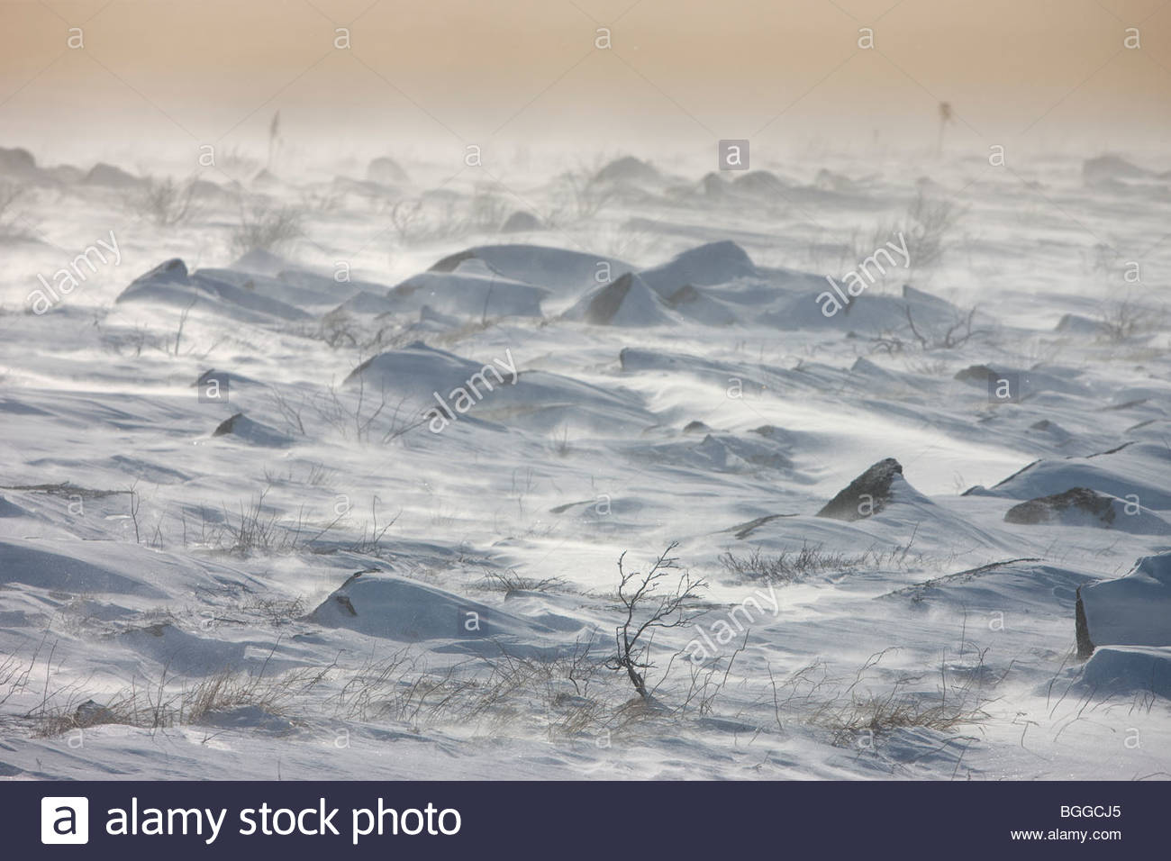 Arctic Tundra Stock Photos & Arctic Tundra Stock Images - Alamy