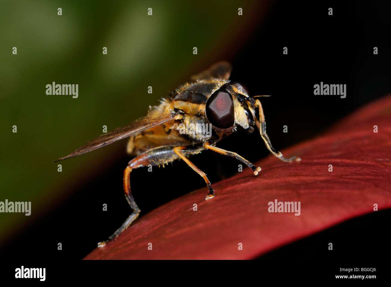 Helophilus Pendulus (hover-fly Stock Photo - Alamy