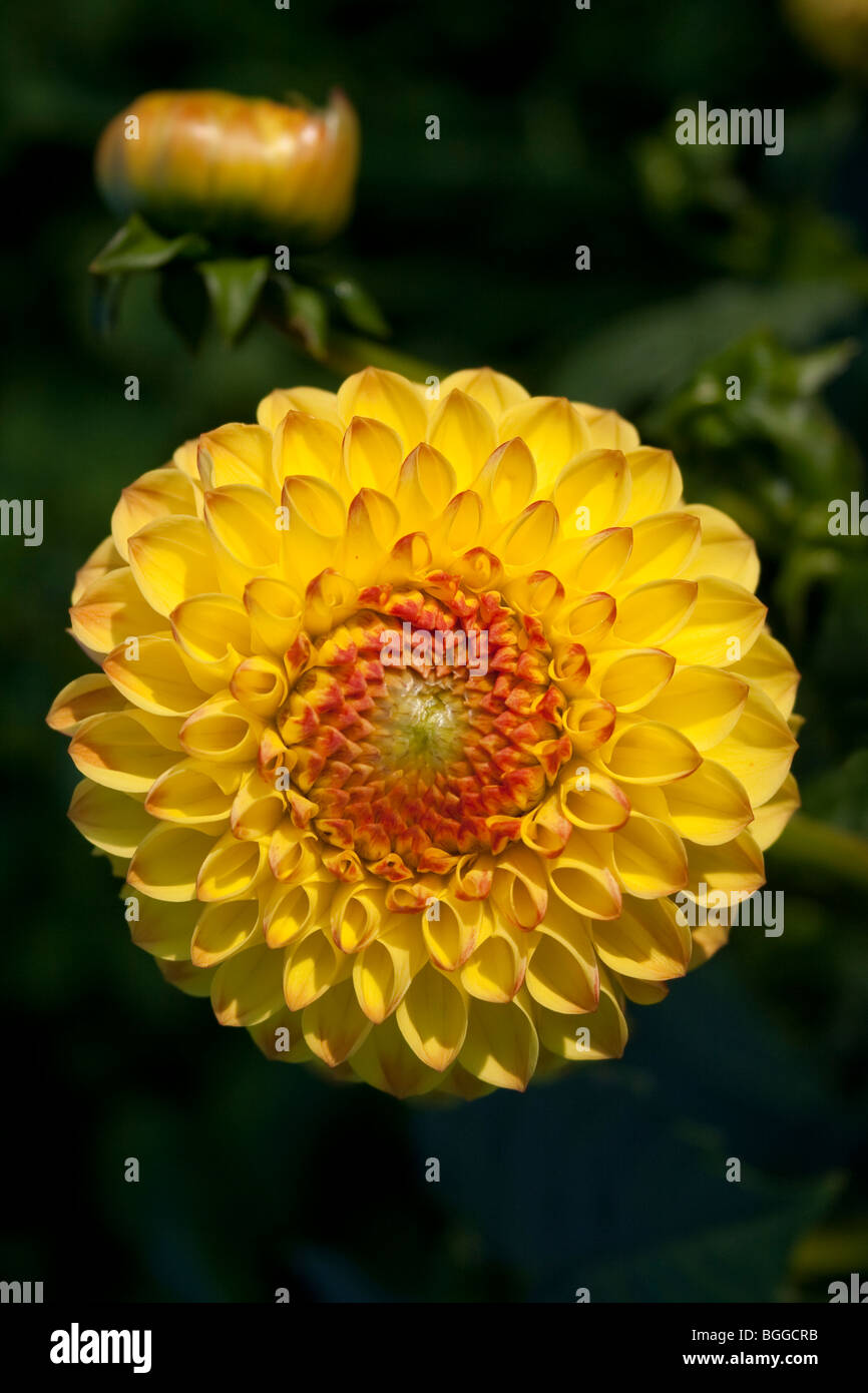 Yellow pom pom flowers hi-res stock photography and images - Alamy