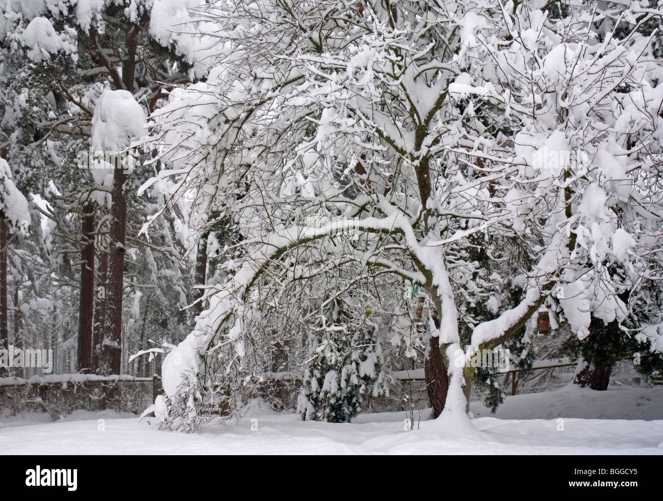 Snow covered trees in Nethybridge, Scotland Stock Photo - Alamy