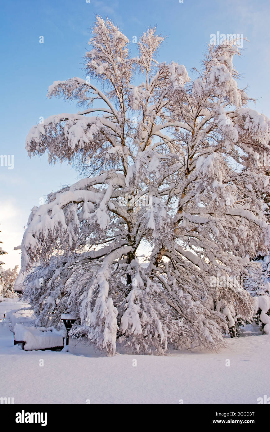Snow covered tree with bench and bird table Stock Photo - Alamy