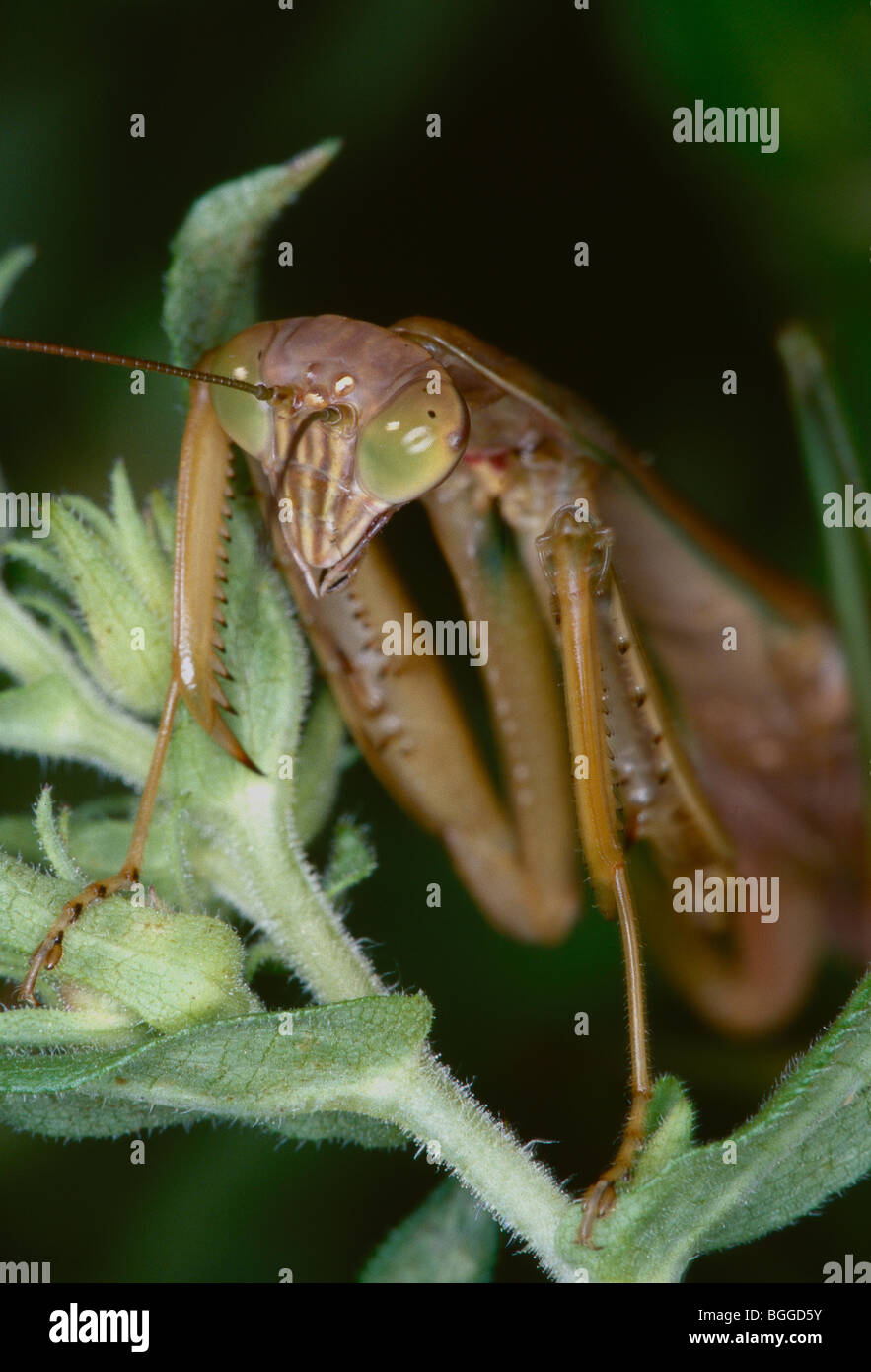 Common praying Mantis in garden in Central Park, New York City Stock ...