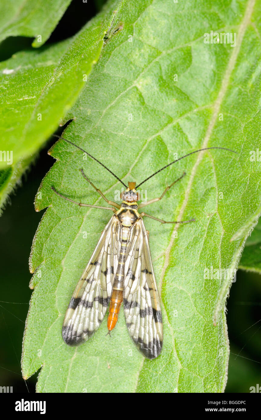 Mecoptera order hi-res stock photography and images - Alamy
