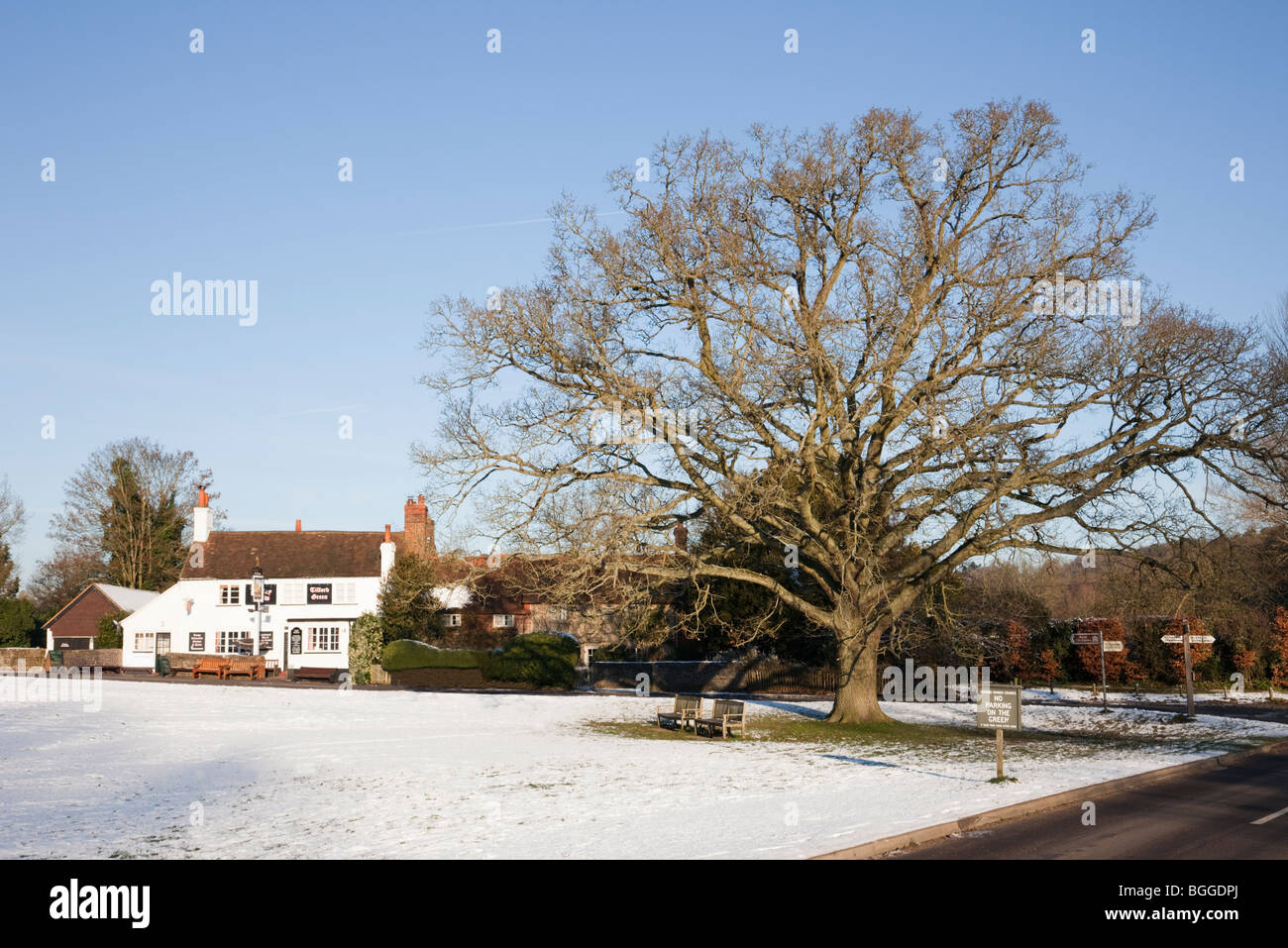 Tilford, Surrey, England, UK, Britain. Village pub and Oak tree with ...