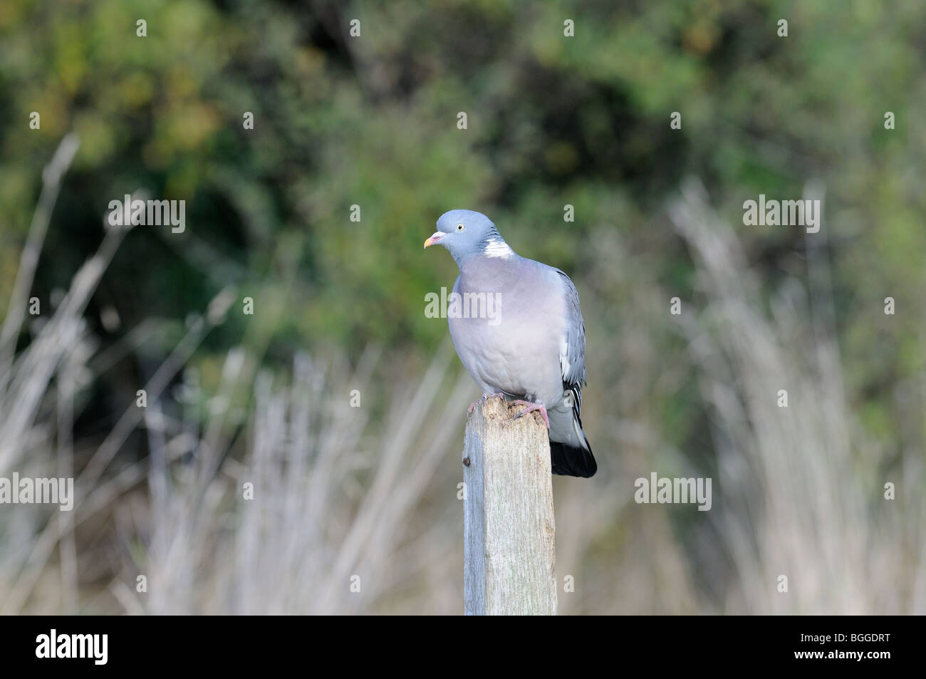 Pigeon post hi-res stock photography and images - Alamy