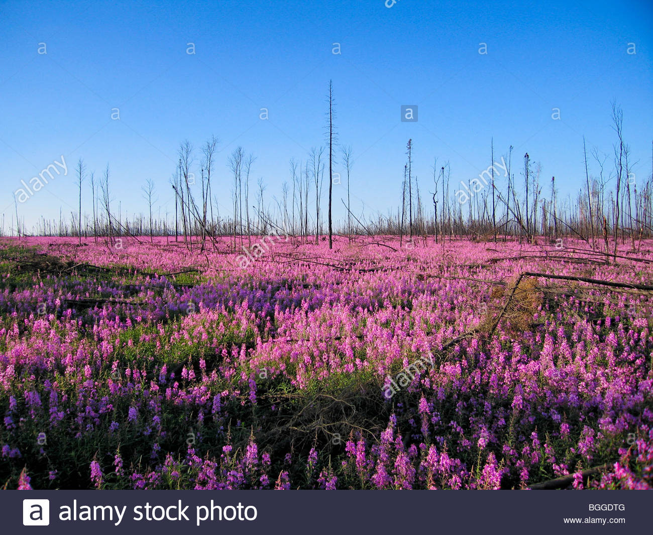 Alaska Arctic Fireweed Alaska Stock Photos & Alaska Arctic Fireweed ...