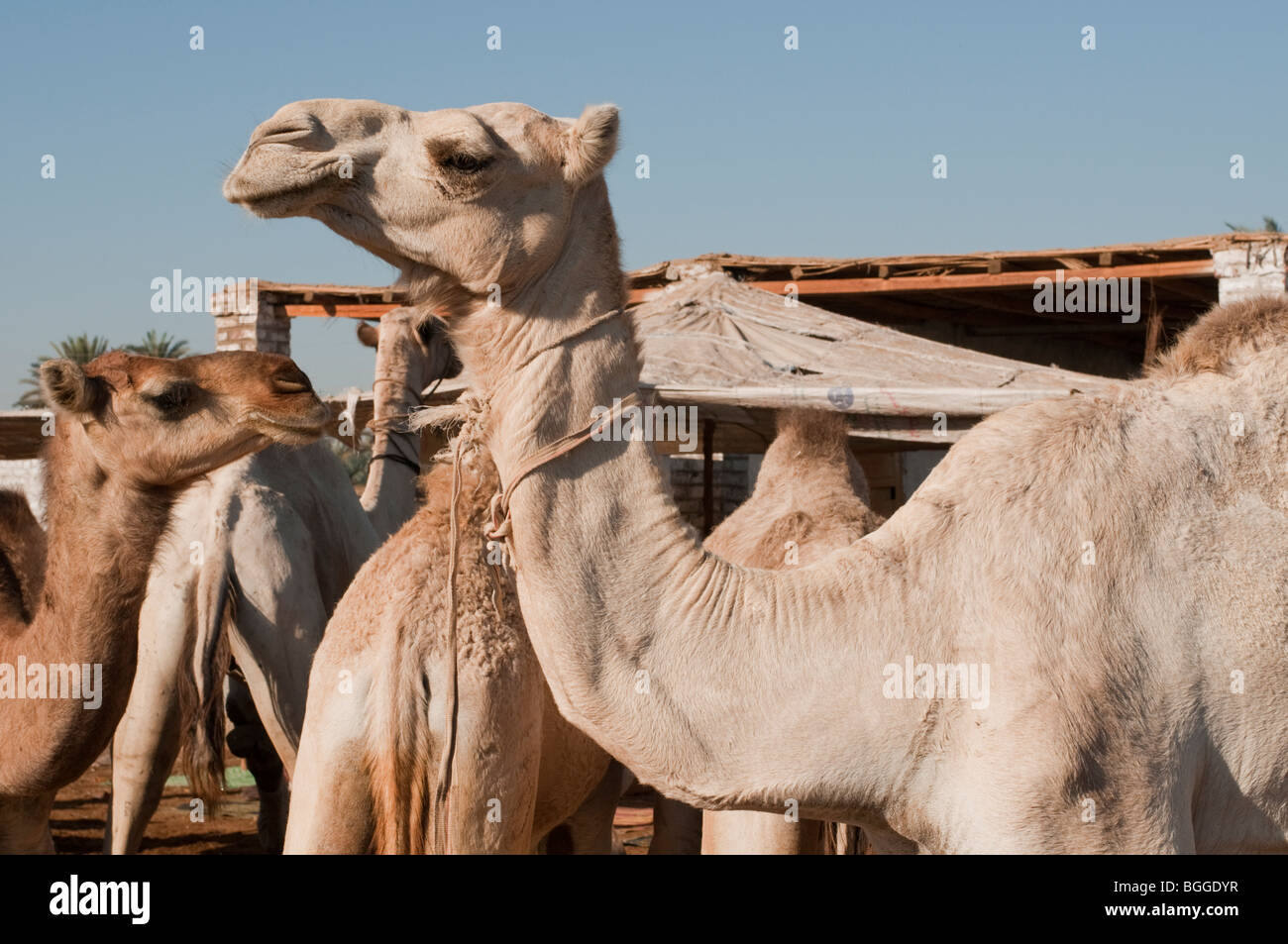 Camels for sale in a livestock market near Aswan in the Nile River ...