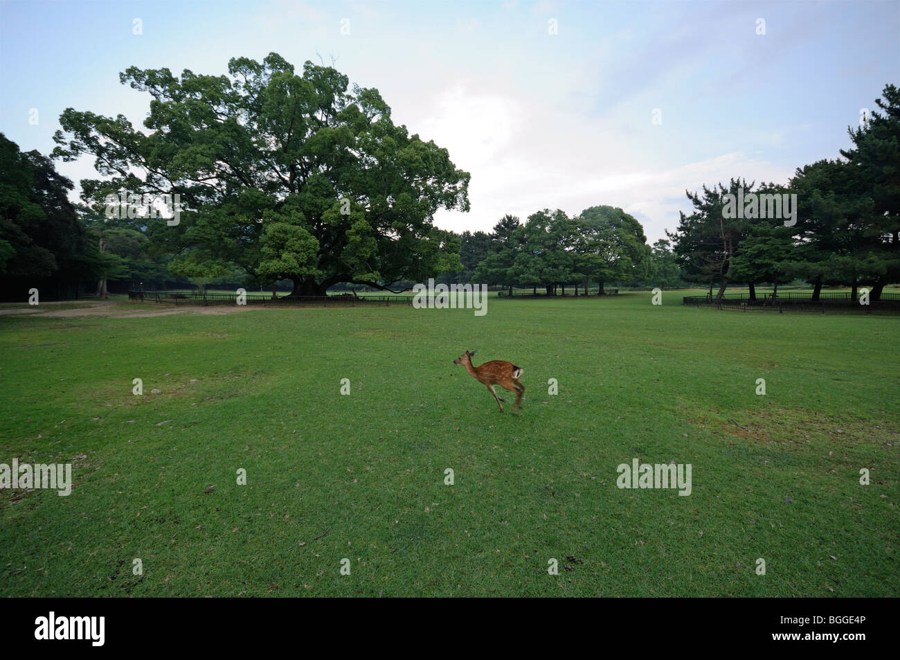 Deer Park. Kasuga-taisha Shrine complex (aka Kasuga Shrine). Nara City ...
