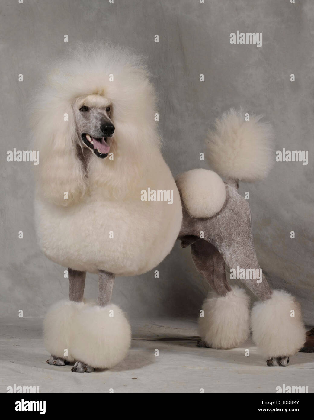 white standard poodle Stock Photo - Alamy