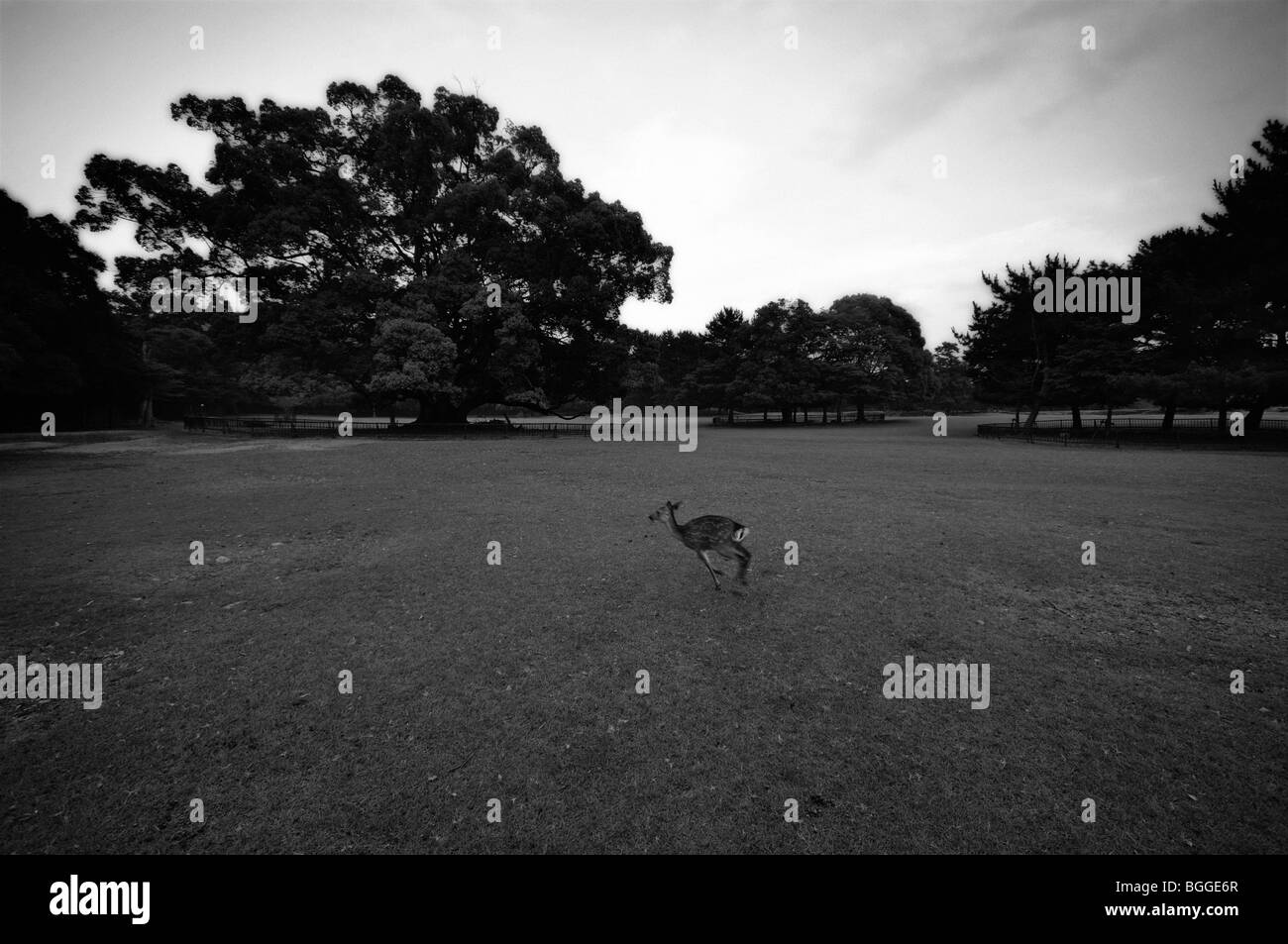 Deer Park. Kasuga-taisha Shrine complex (aka Kasuga Shrine). Nara City ...