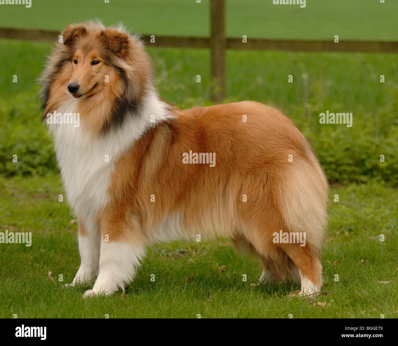 rough collie dog Stock Photo - Alamy