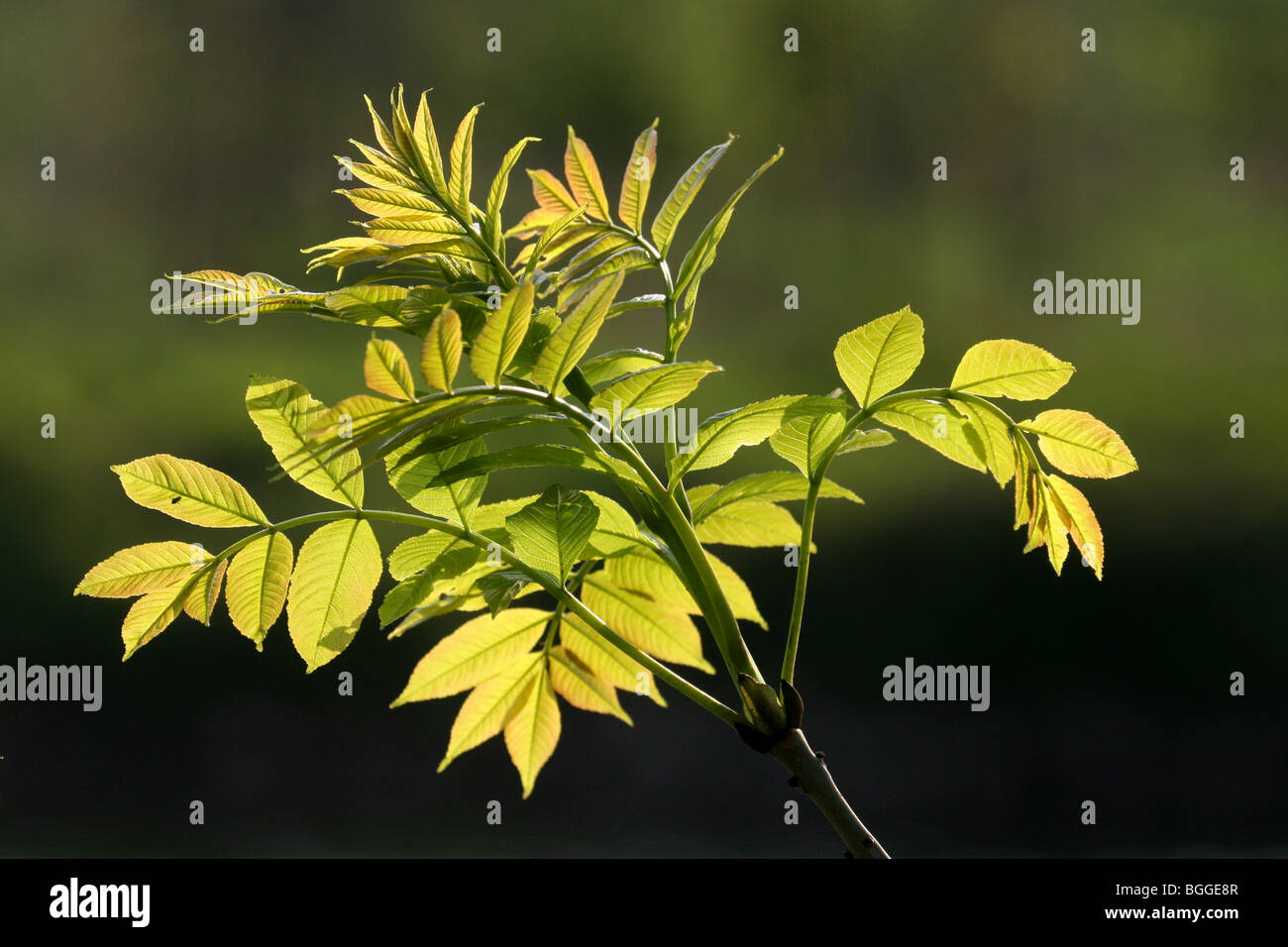 Common Ash, European Ash (Fraxinus excelsior), fresh leaves Stock Photo ...