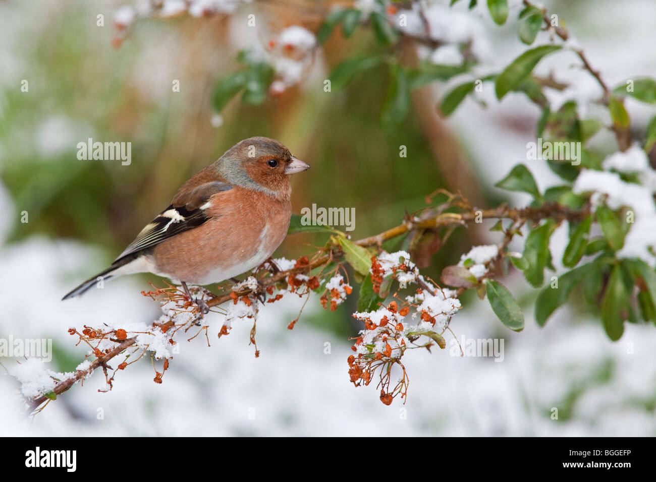 Close up male chaffinch hi-res stock photography and images - Alamy
