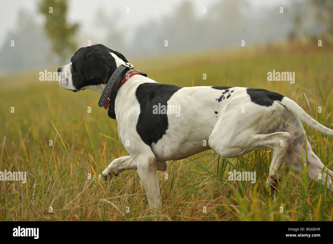 English Pointer Pointing High Resolution Stock Photography and Images ...