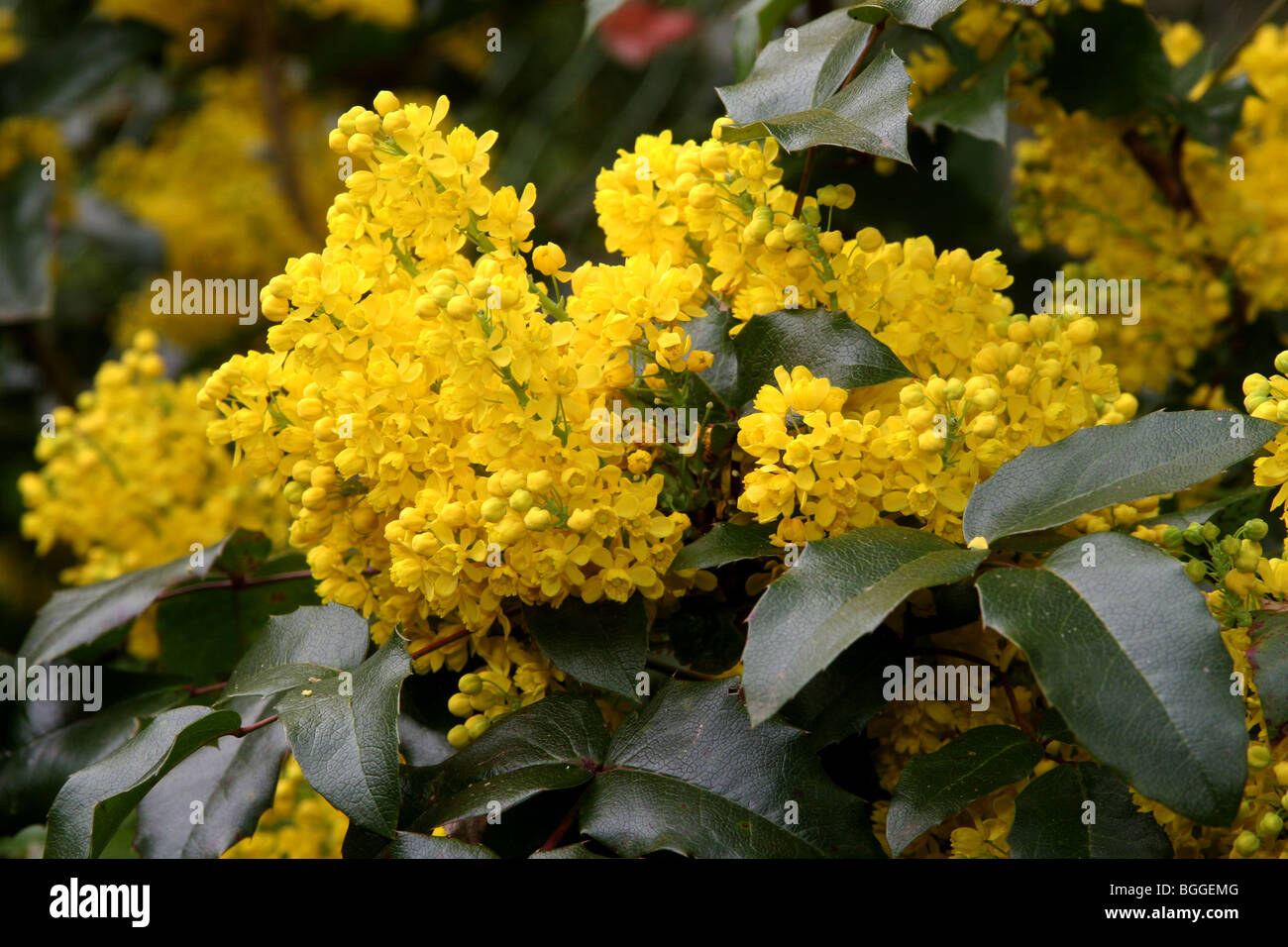 Oregon-Grape (Mahonia aquifolium), flowering Stock Photo - Alamy