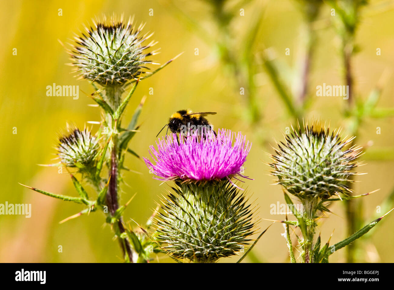 Bumble bee in New Zealand Stock Photo - Alamy