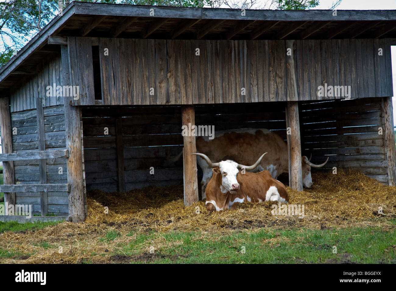 Oxen Horns Stock Photos & Oxen Horns Stock Images - Alamy