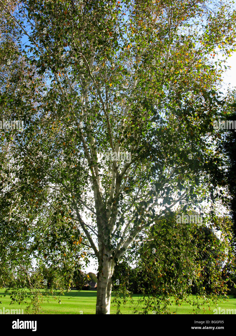Silver Birch Tree Betula Pendula High Resolution Stock Photography and ...
