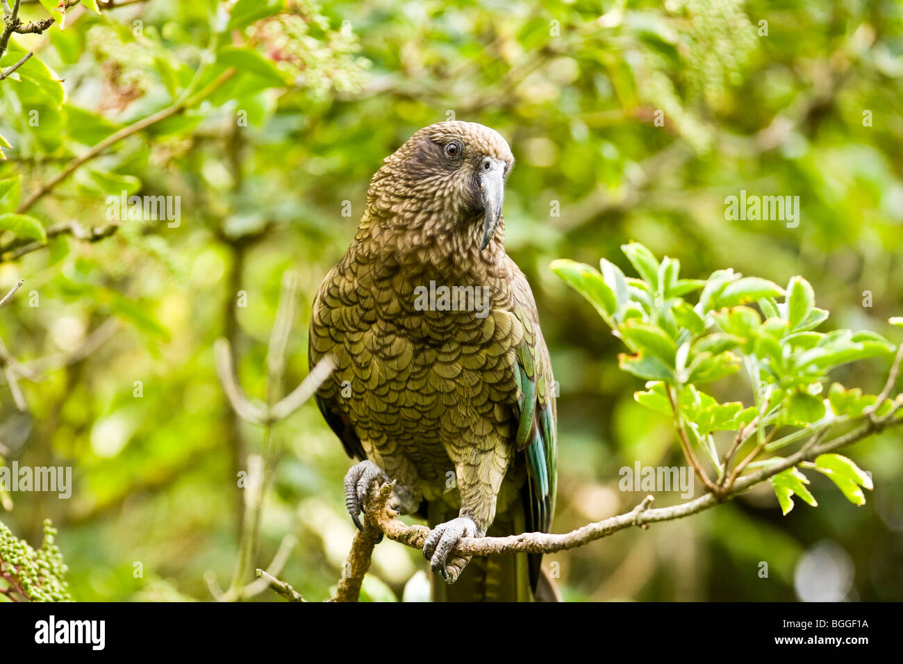 Kea new zealand hi-res stock photography and images - Alamy