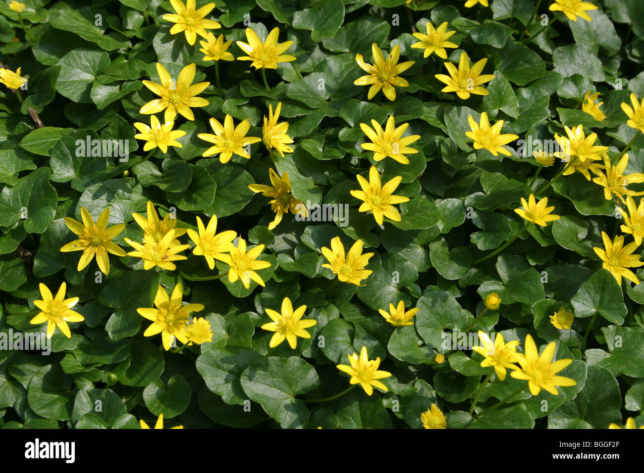 Celandine, Lesser Celandine, Pilewort (Ranunculus ficaria), flowering ...