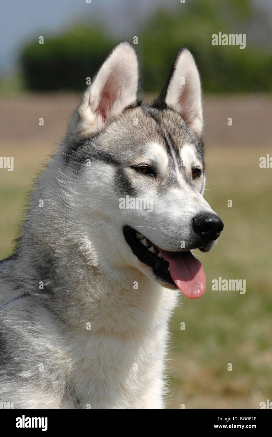 husky dog head shot Stock Photo - Alamy