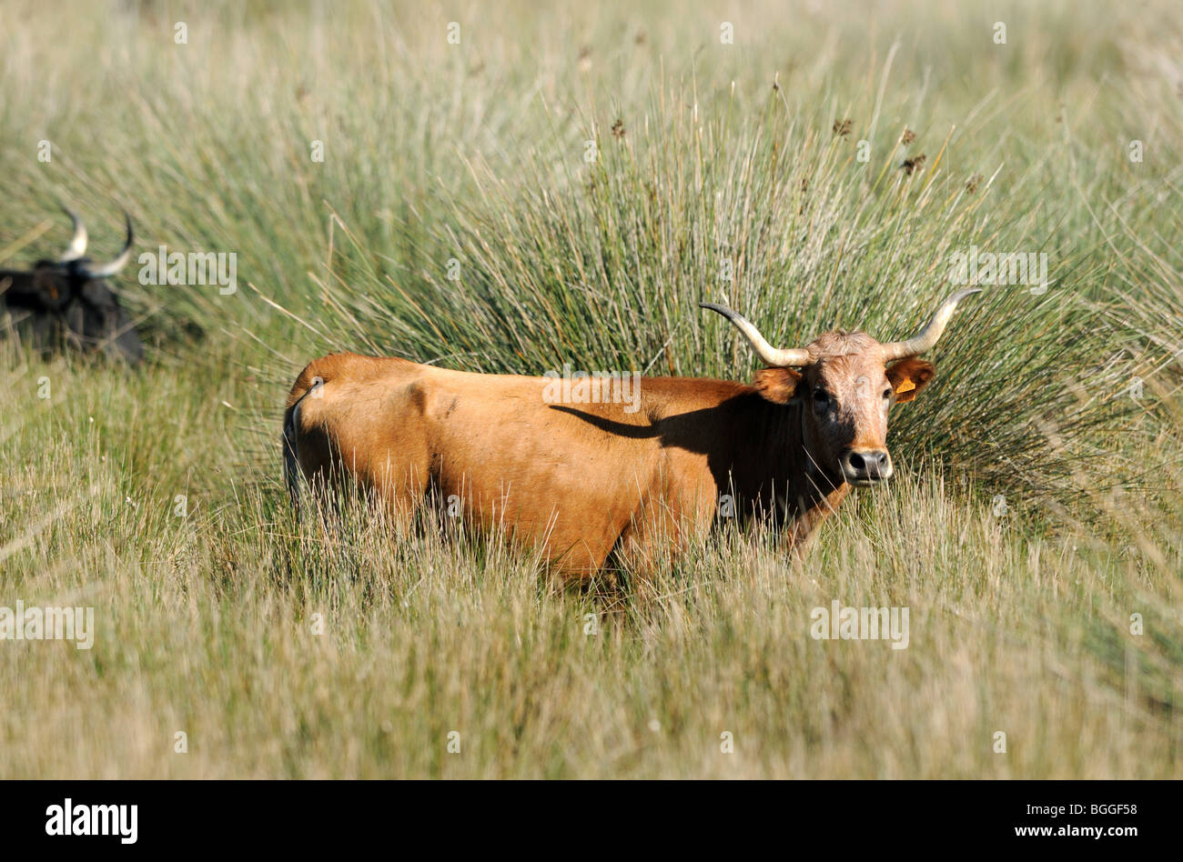 Bovinae Stock Photos & Bovinae Stock Images - Alamy