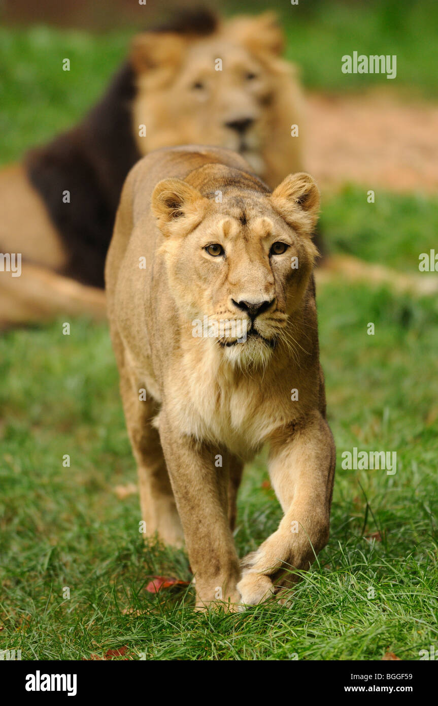 Cats male and female hi-res stock photography and images - Alamy