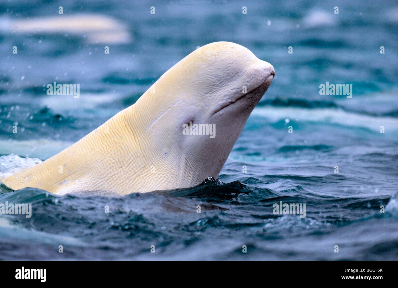 Beluga whale (Delphinapterus leucas) lifting head from water, Canada ...