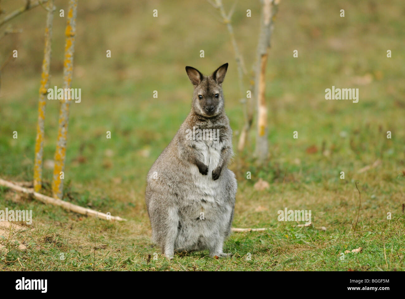 Parma wallaby image hi-res stock photography and images - Alamy
