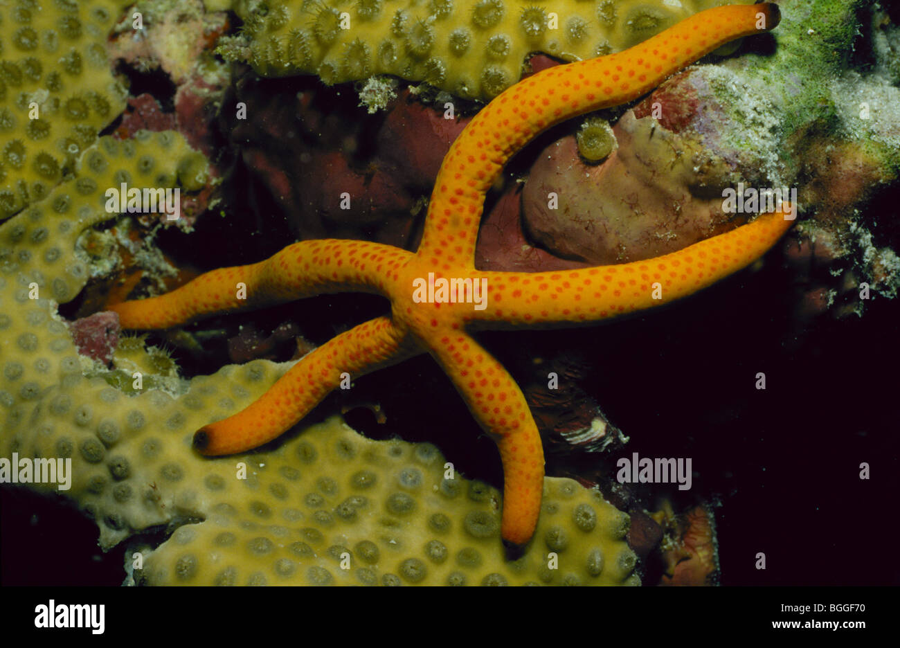 Close-up of starfish underwater, Maldives, Indian Ocean Stock Photo - Alamy