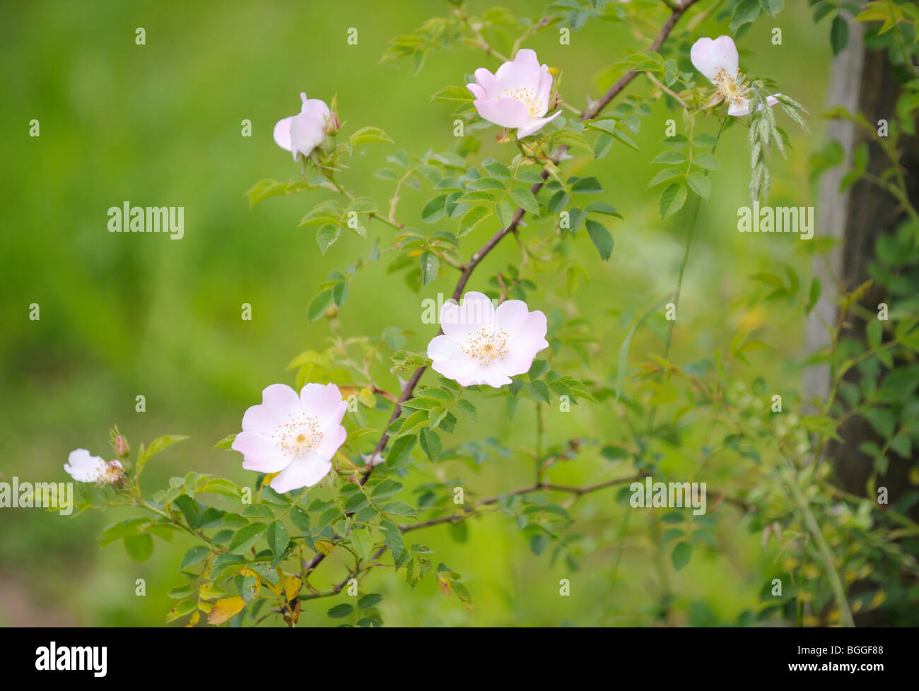 Dog rose hi-res stock photography and images - Alamy