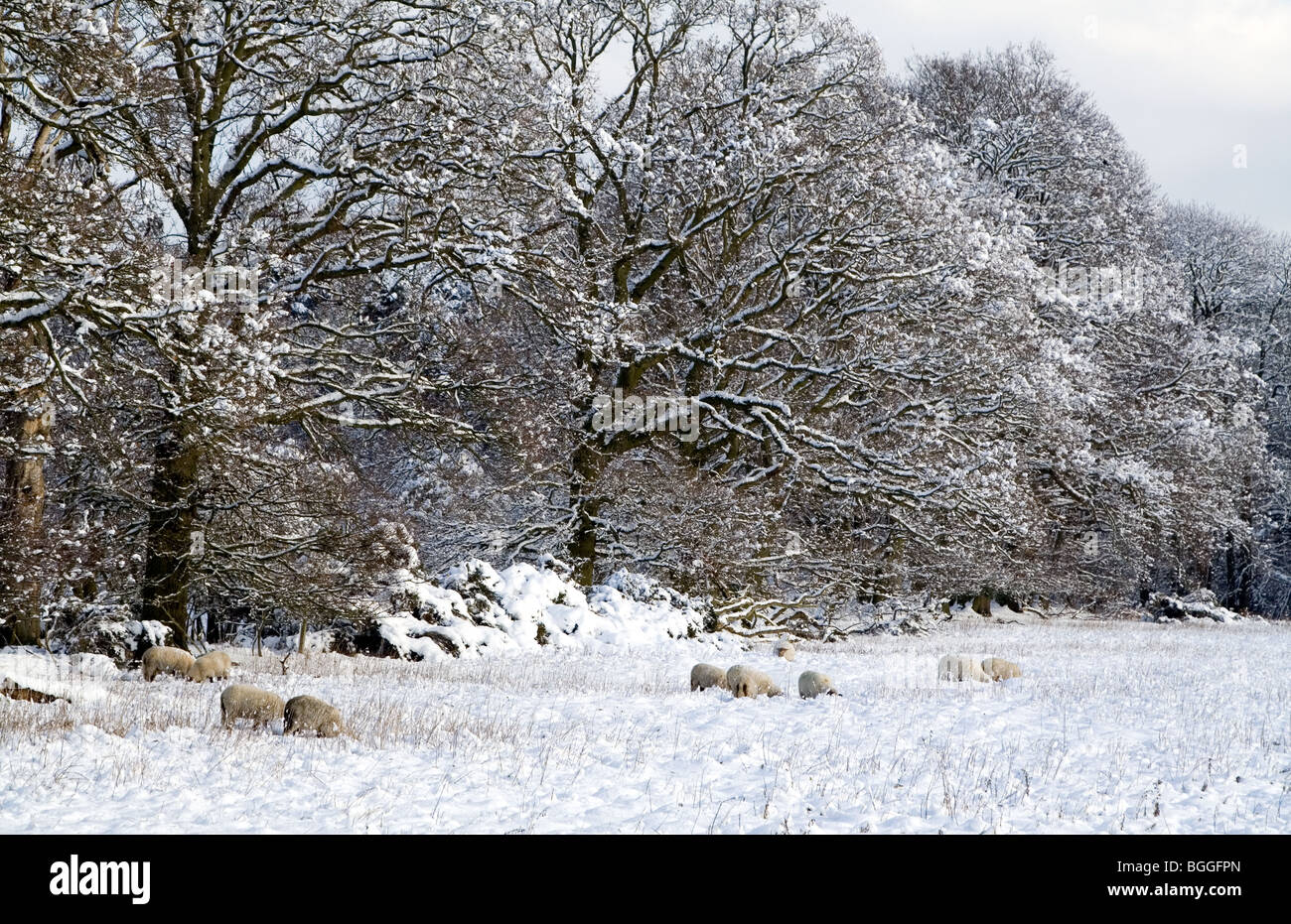 Heavy snowfall trees High Resolution Stock Photography and Images - Alamy